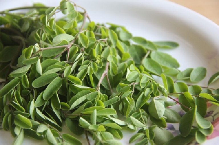 Some Intresting Facts About Uses of Moringa For Kids